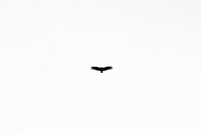 Understanding the Term "Cracker": Origins, Impact, and Moving Towards ...